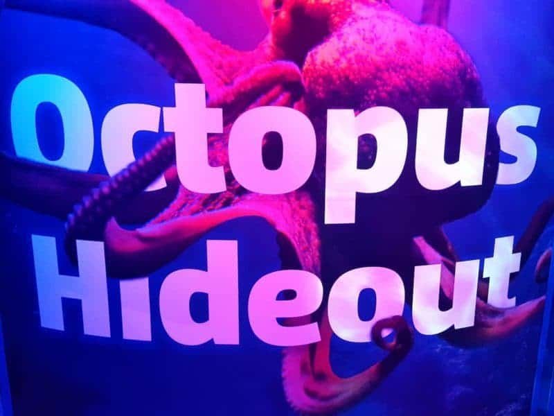 Octonauts Octo Glow Explorers at Sea Life Birmingham - Plutonium Sox