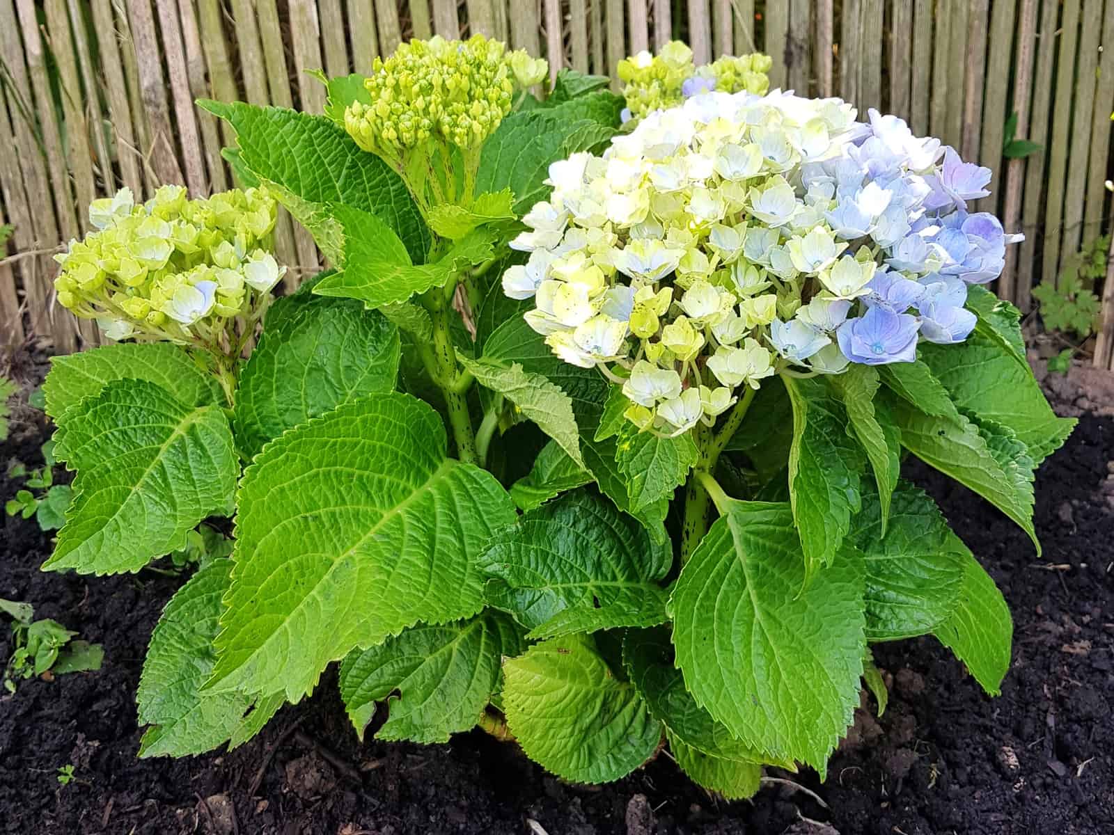 Magical Hydrangeas as a gift for garden lovers - Plutonium Sox