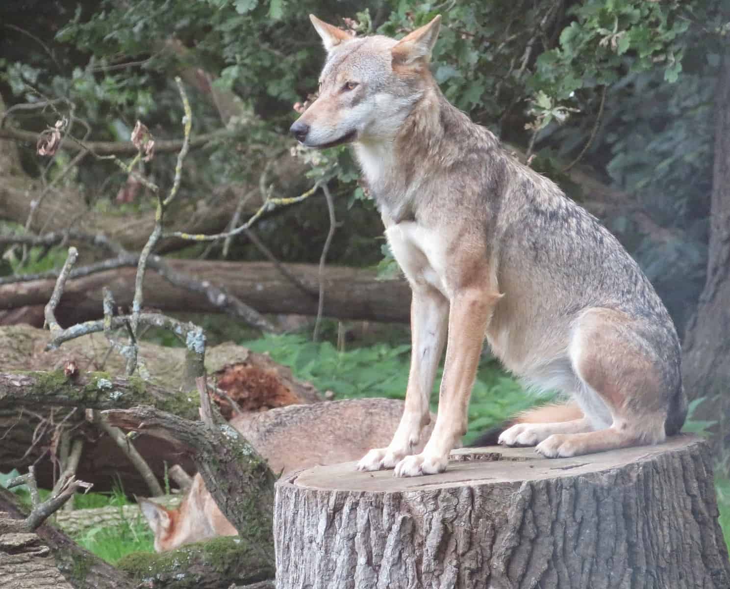 Longleat Safari Park review: a family day out - Plutonium Sox