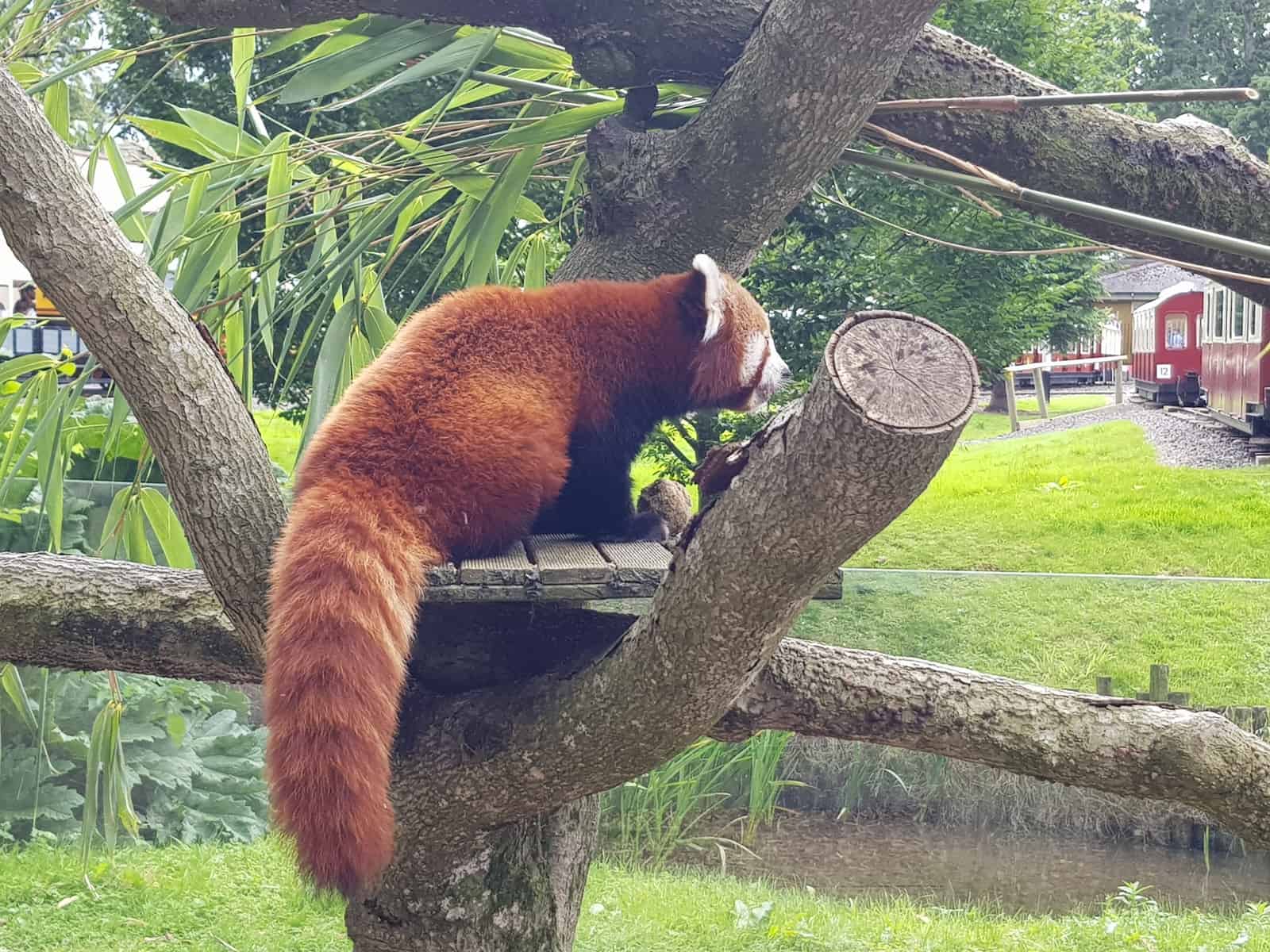 Longleat Safari Park review: a family day out - Plutonium Sox
