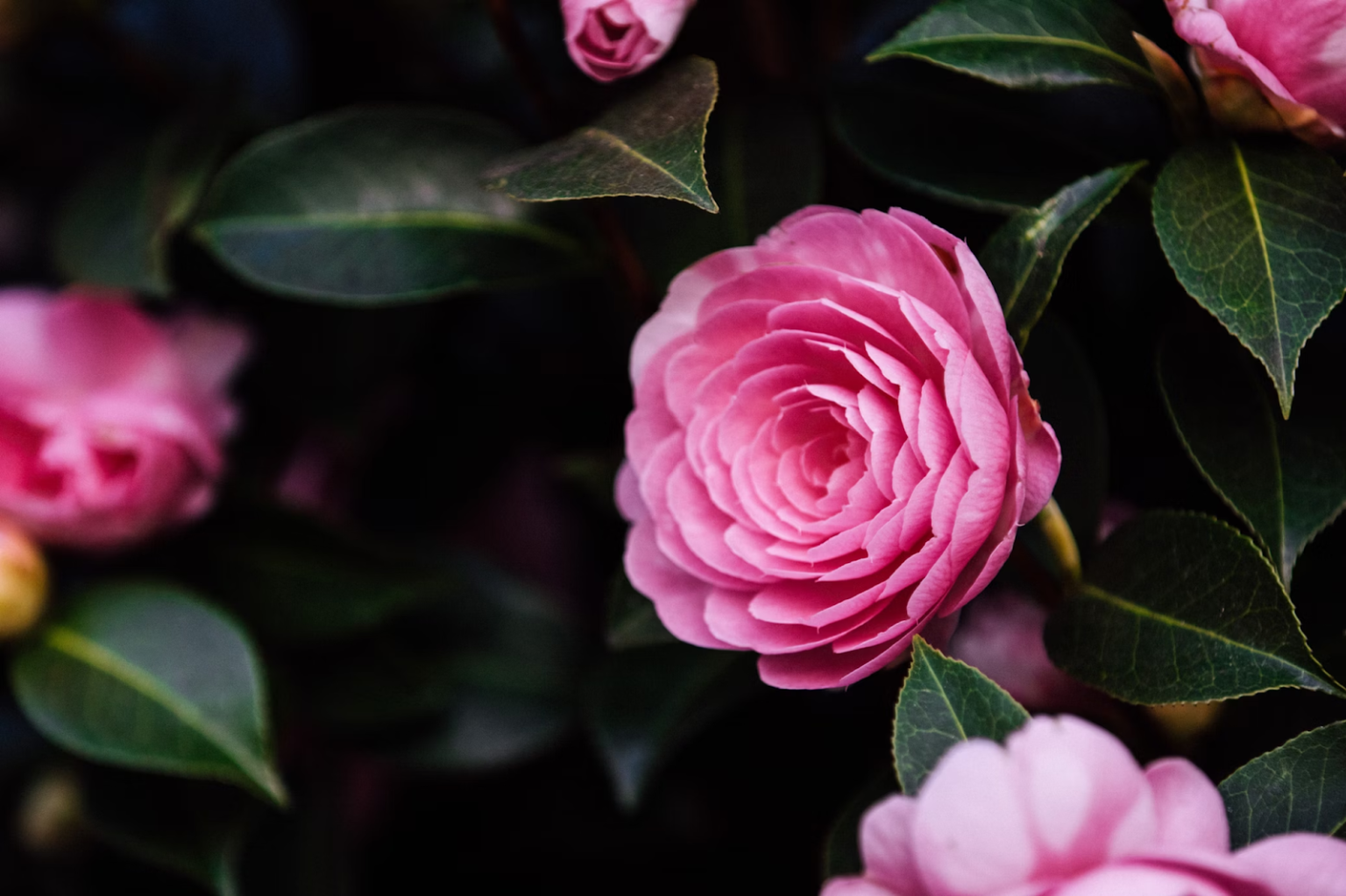 Flowers Around the World: A Family Guide to Floral Travel and Lifestyle ...